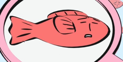 Kingyo - Character (54249) - AniDB