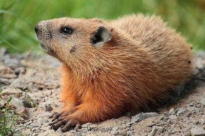 woodchuck - Tag - Character - AniDB